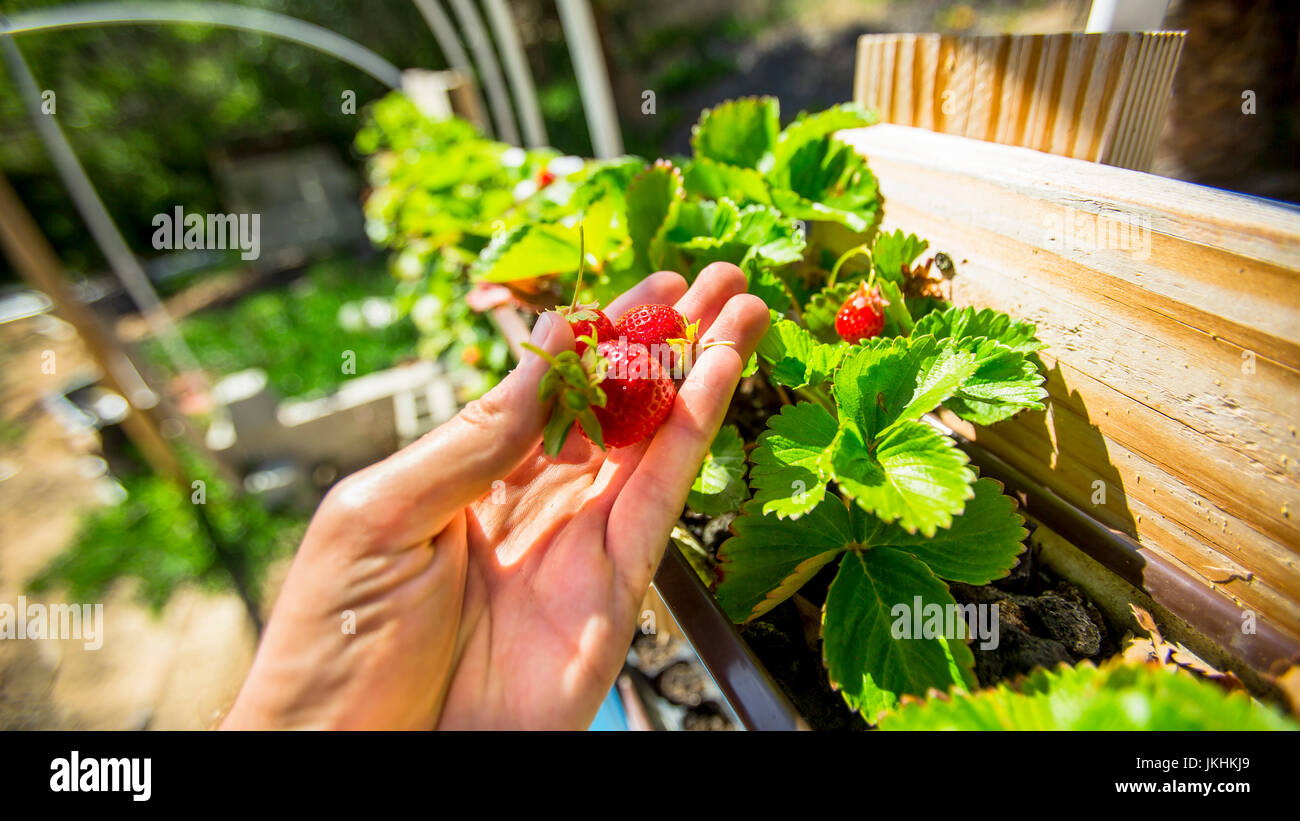 Aquaponics and Hydroponics support heavy vegetation Stock Photo - Alamy