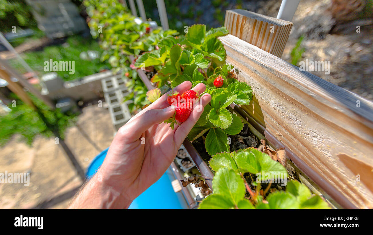 Aquaponics and Hydroponics support heavy vegetation Stock Photo - Alamy