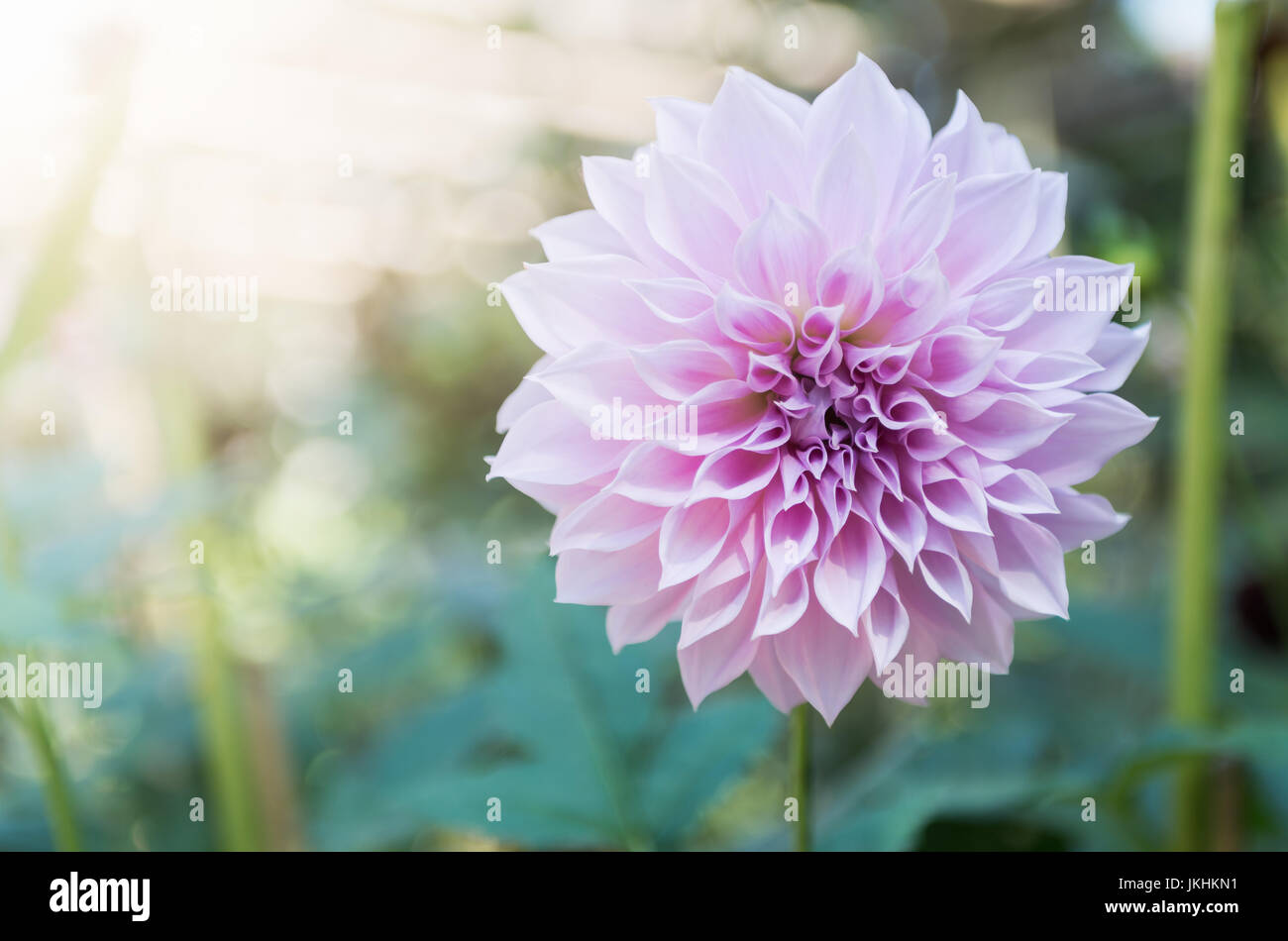 Dahlia light hi-res stock photography and images - Alamy
