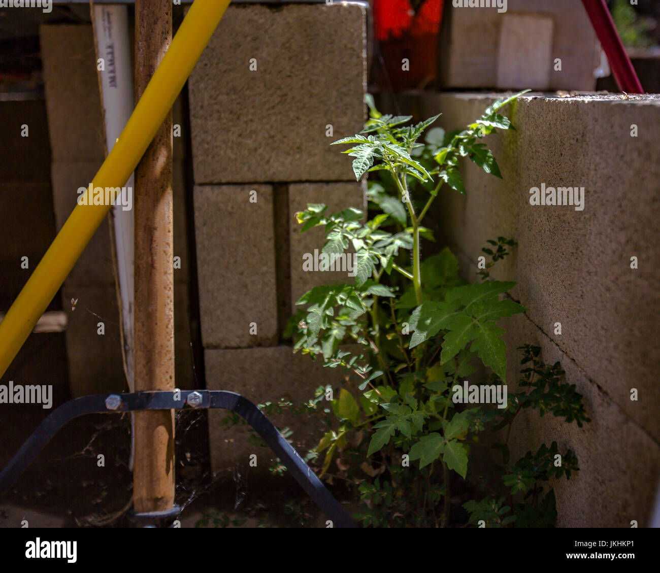 Hydroponics domestic hi-res stock photography and images - Alamy