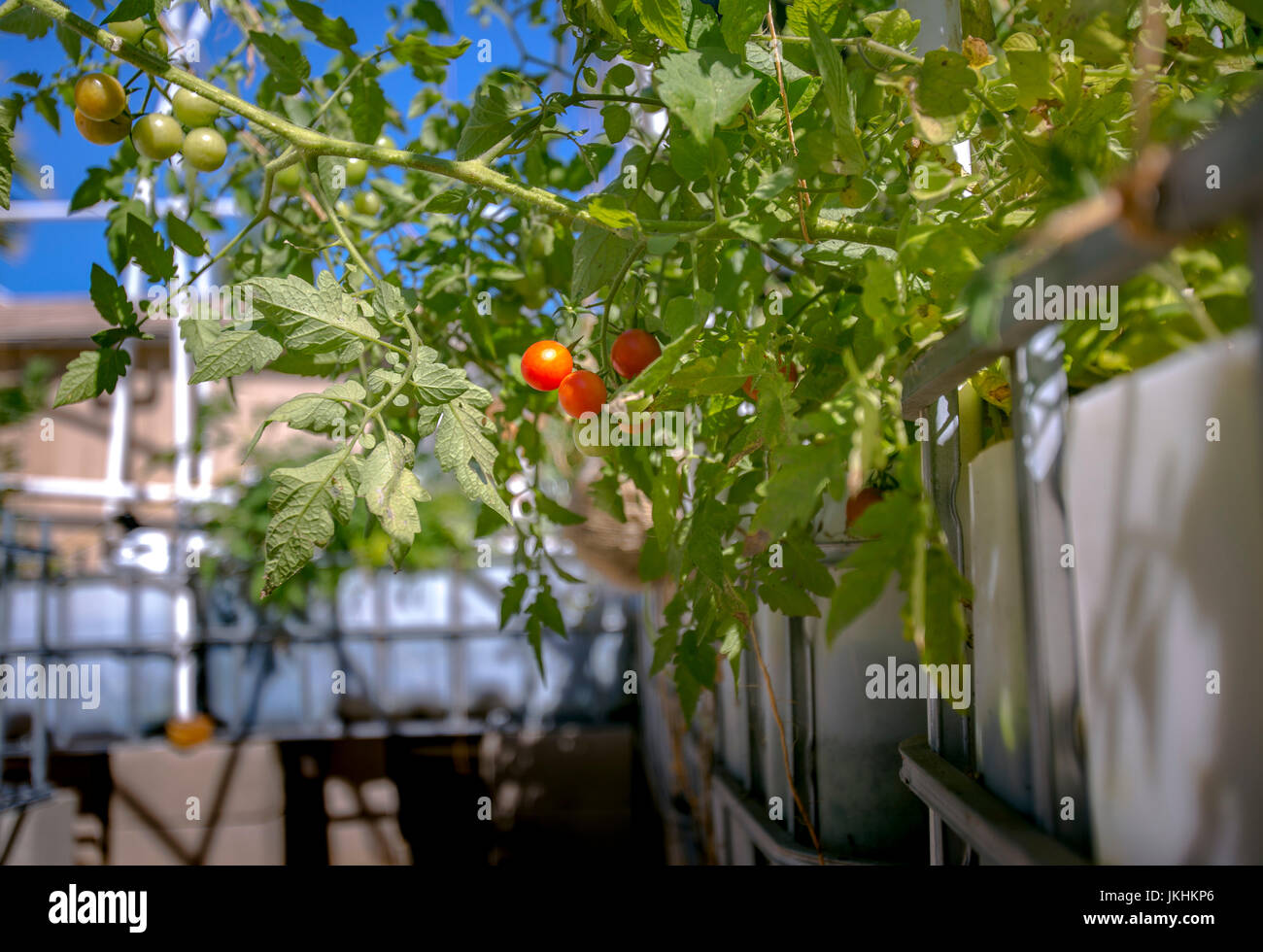 Aquaponics and Hydroponics support heavy vegetation Stock Photo - Alamy