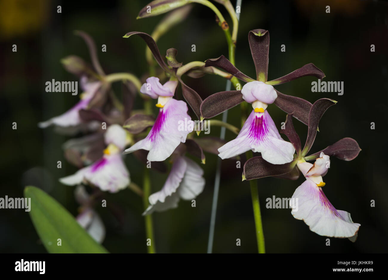 Hybrid brown and light pink Oncidium orchid flower in Thailand Stock ...