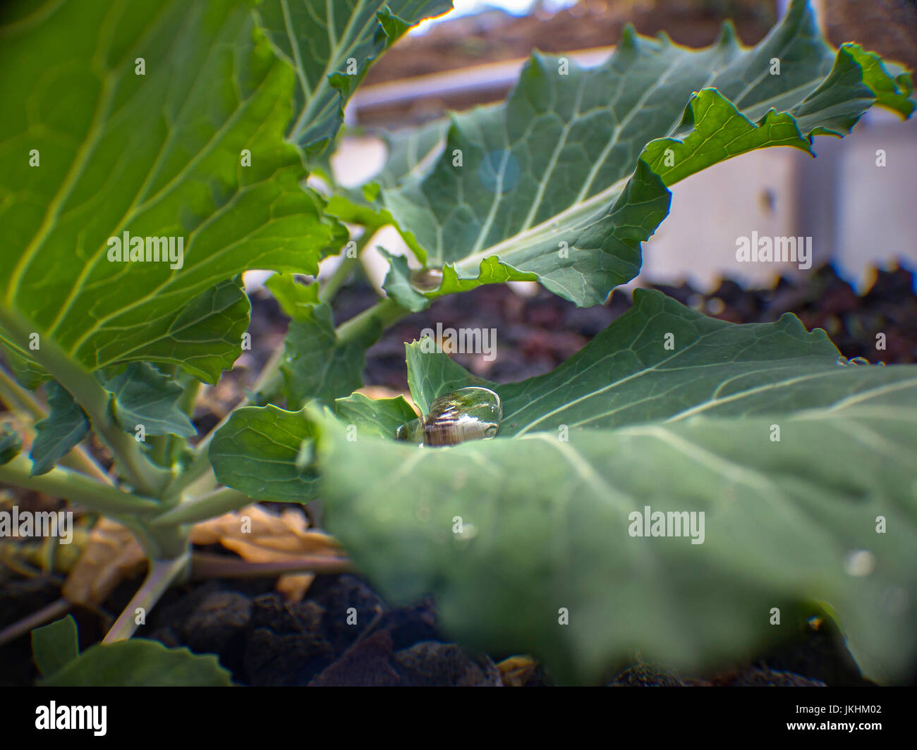 Hydroponics domestic hi-res stock photography and images - Alamy