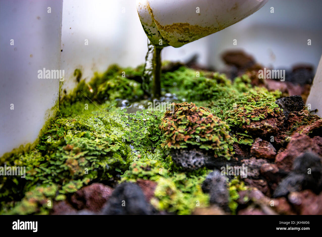 Aquaponics and Hydroponics support heavy vegetation Stock Photo - Alamy