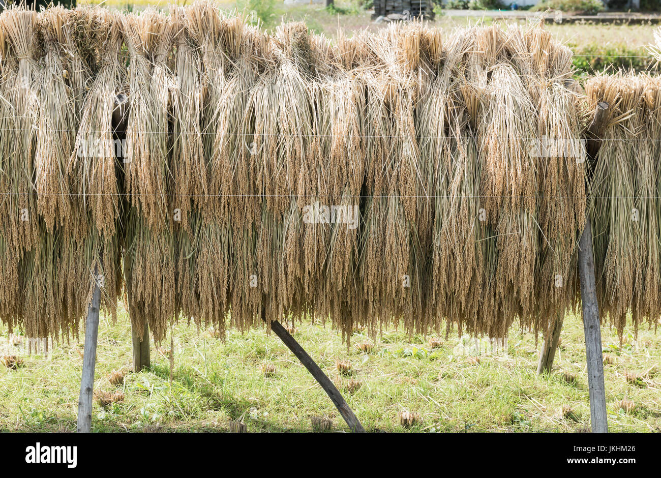 Rice harvest bundles hi-res stock photography and images - Alamy