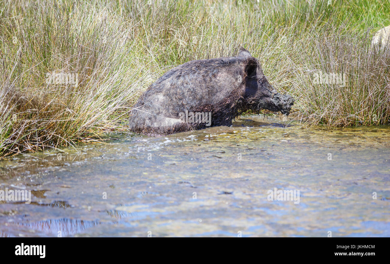 Hot water pig hi-res stock photography and images - Alamy