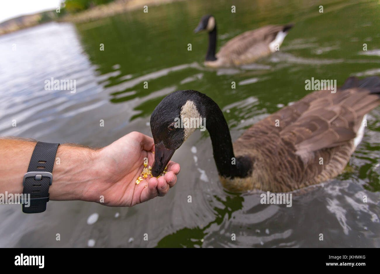 Ducks in the Cuyamaca Lake go crazy for food Stock Photo - Alamy