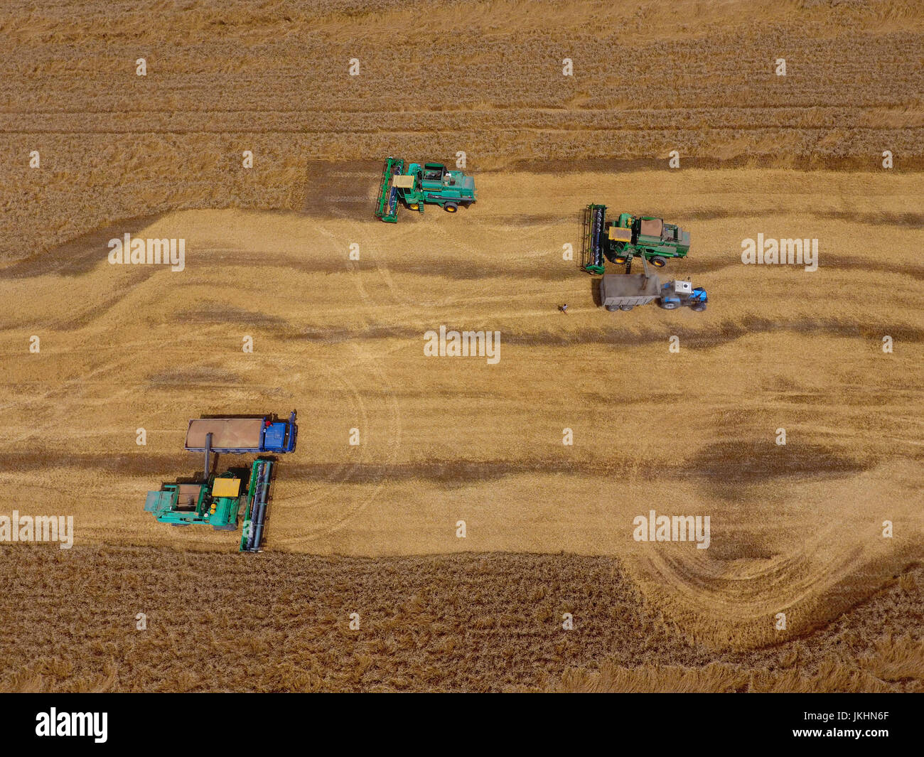 Harvesting wheat harvester. Agricultural machines harvest grain on the ...