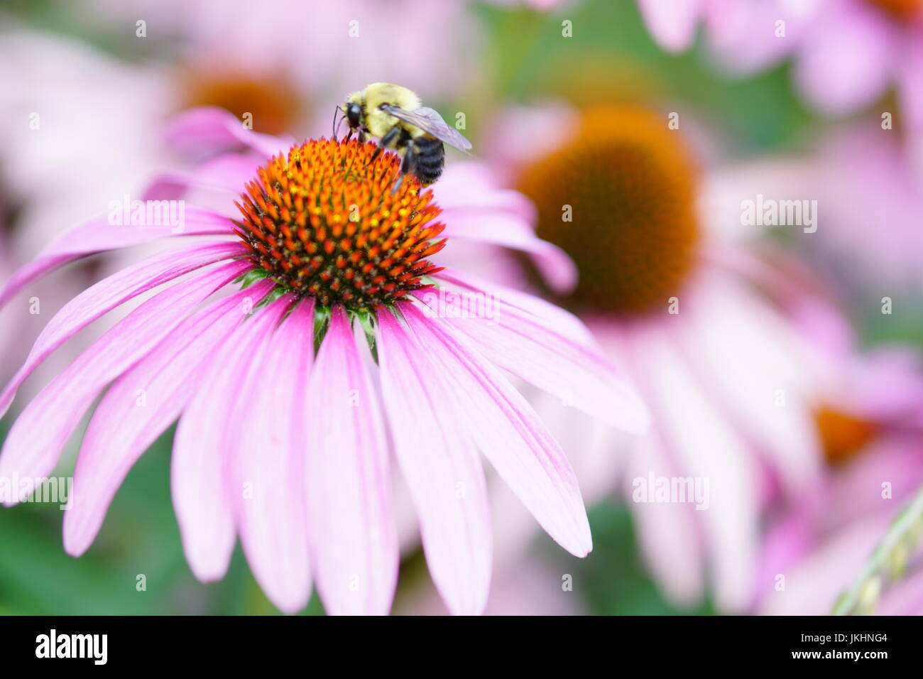 Bee sitting on flower Stock Photo - Alamy