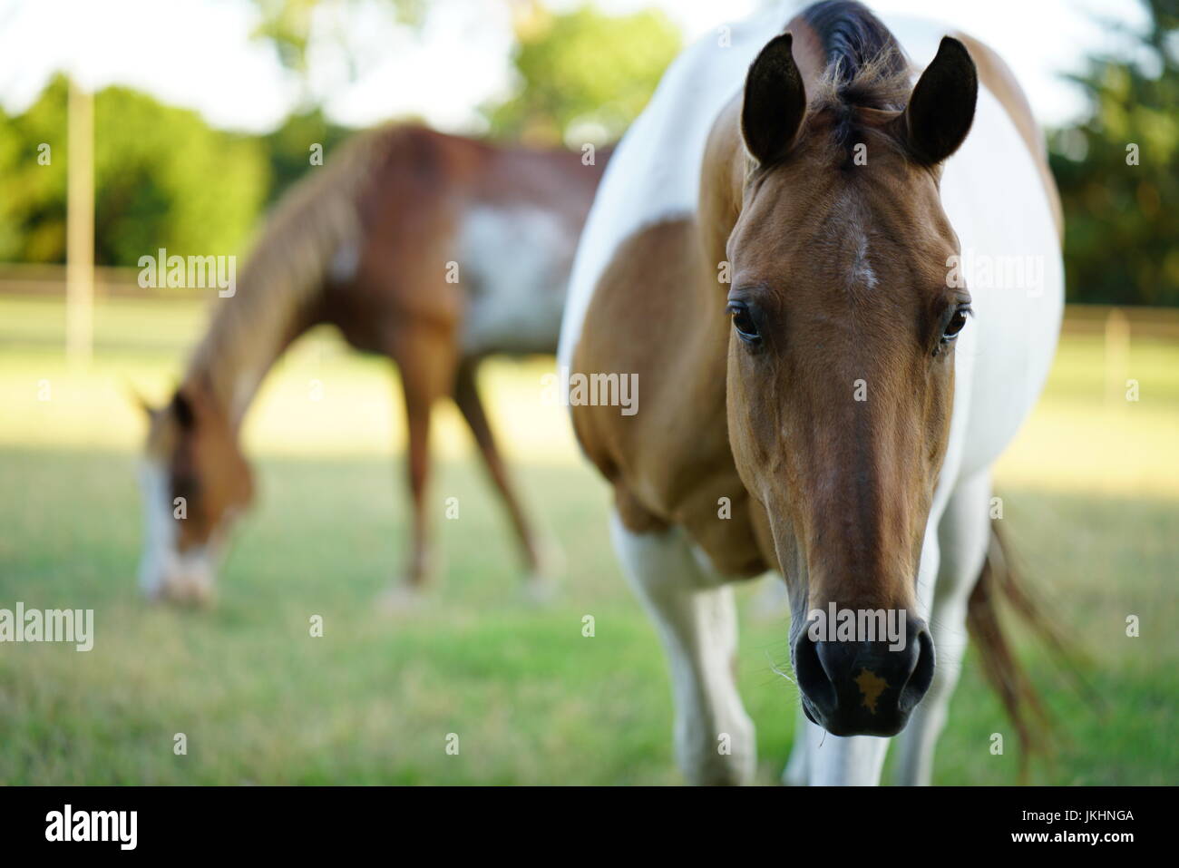 Horse staring at camera hi-res stock photography and images - Alamy