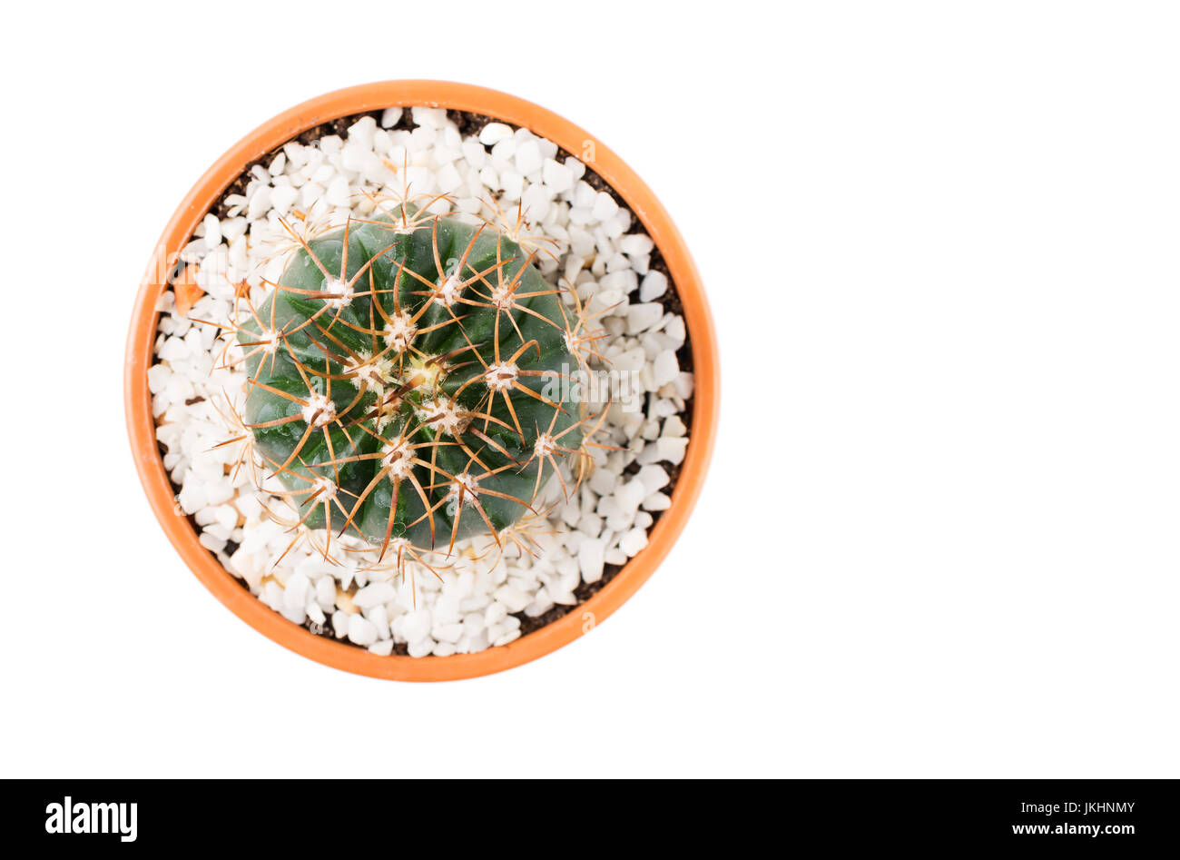 Top view potted cactus hi-res stock photography and images - Alamy