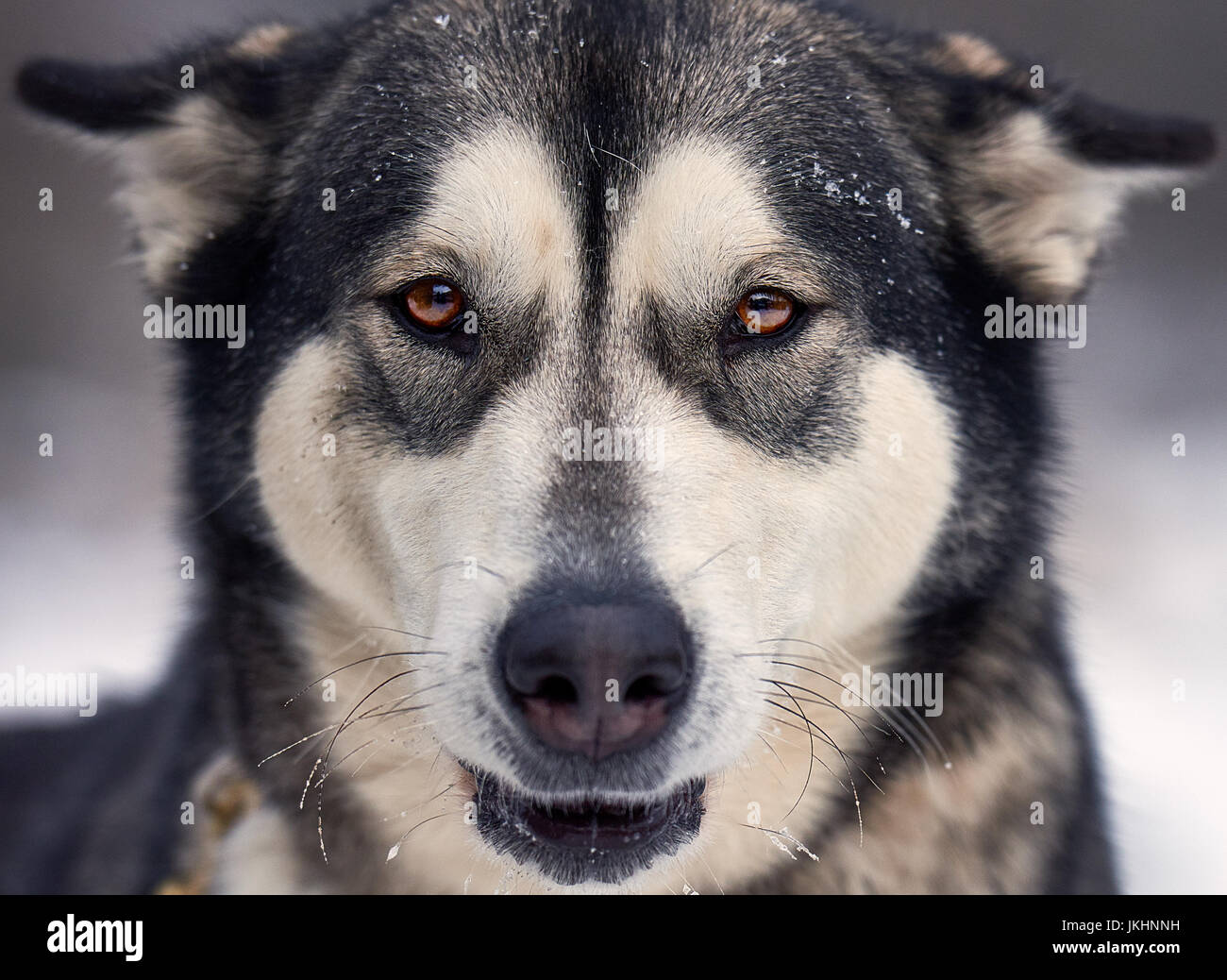 Alaskan malamute puppy snow hi-res stock photography and images - Alamy