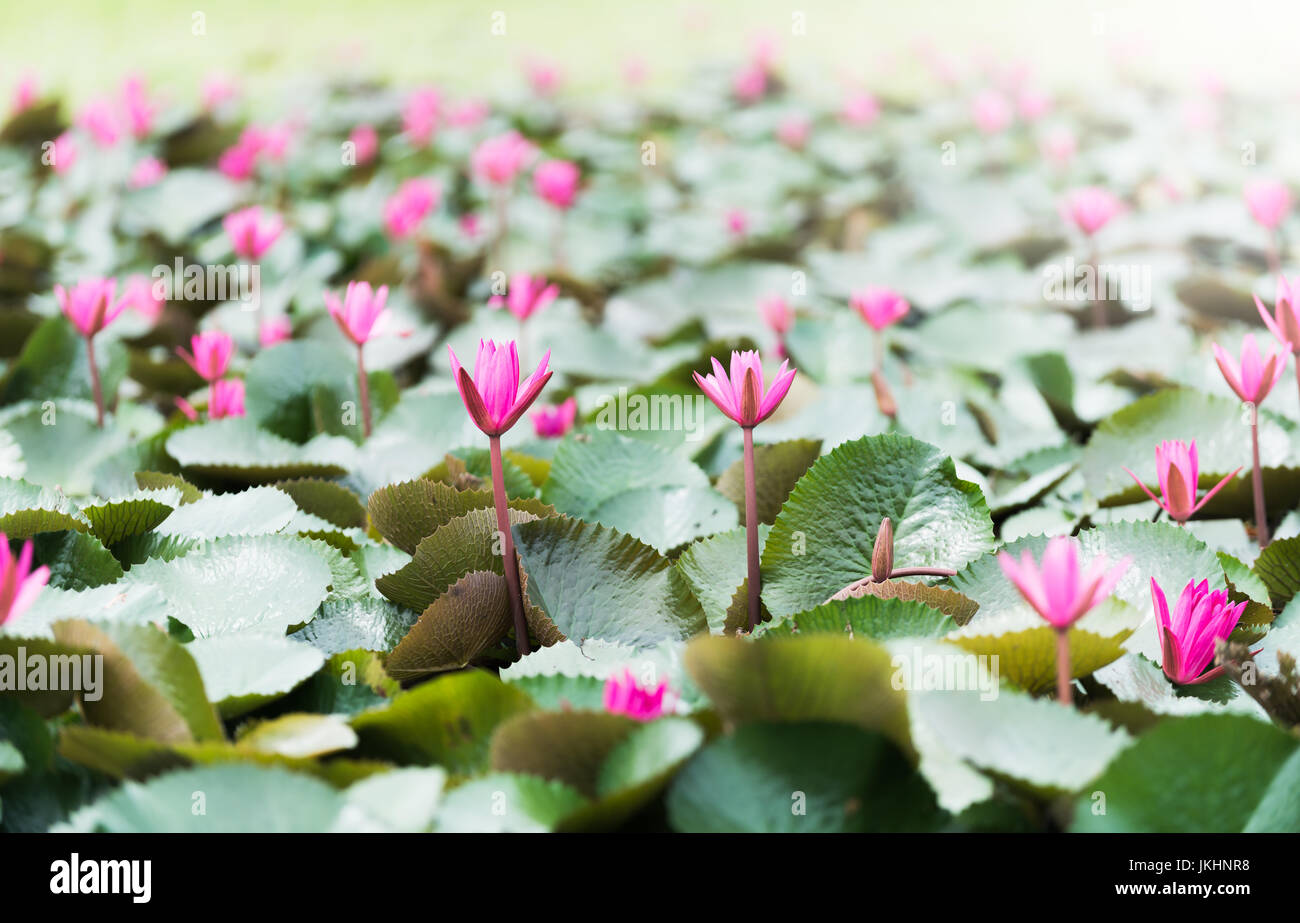 Beautiful red lotus hi-res stock photography and images - Alamy