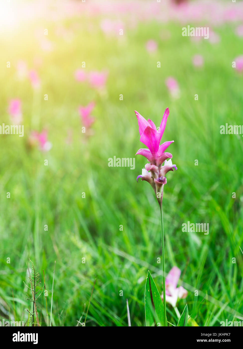 Siam Tulip field, called "Dok Kra Jiao" in Thai or Curcuma ...