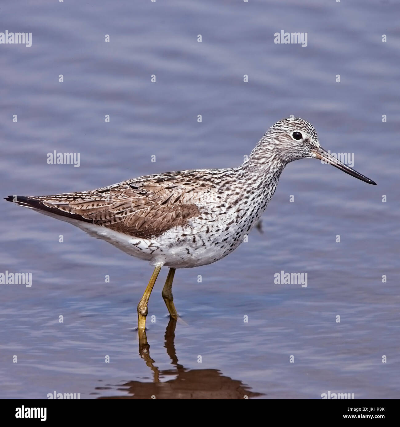 Spotted greenshank hi-res stock photography and images - Alamy
