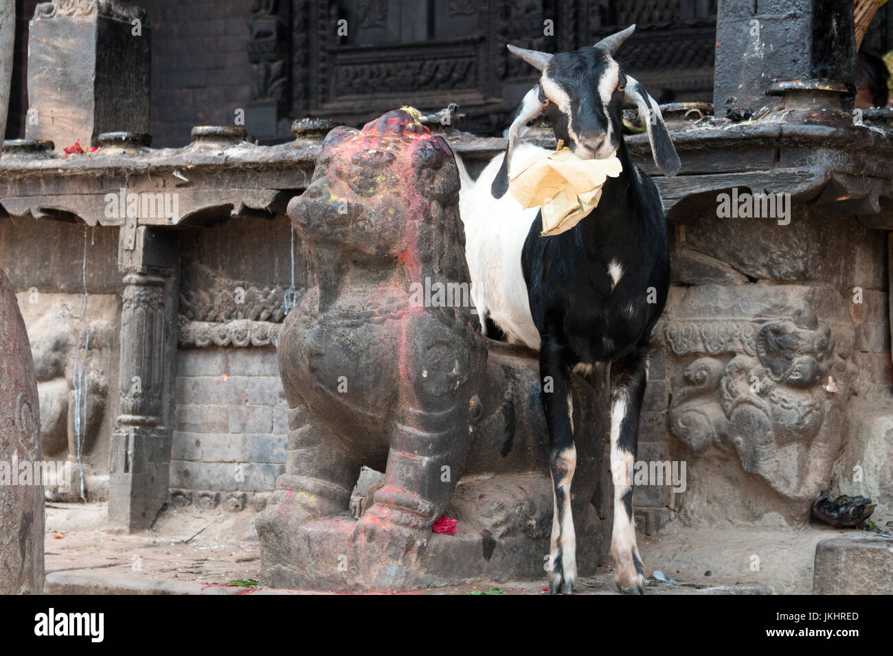 Lion with a goat hi-res stock photography and images - Alamy