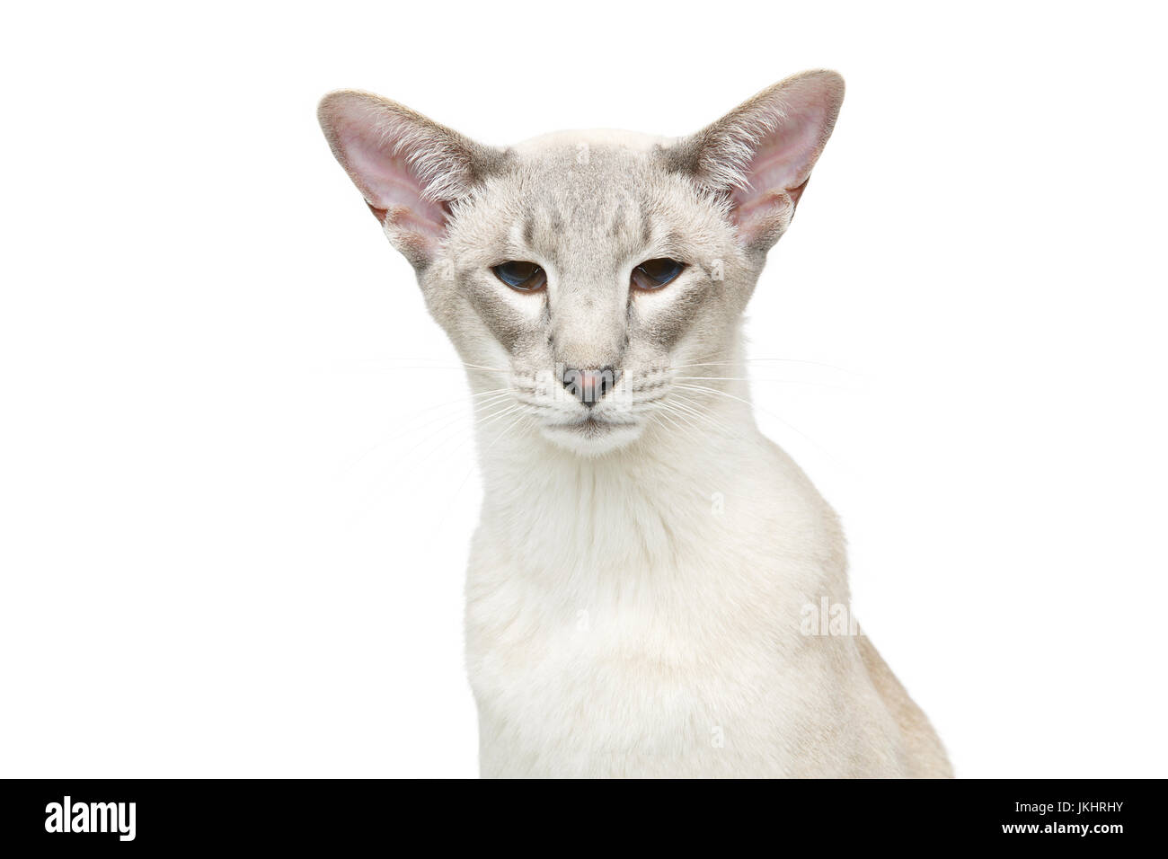 Beautiful oriental siam cat isolated on white background. Copy space ...