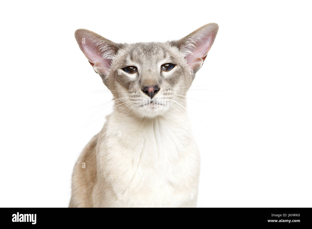Beautiful oriental siam cat isolated on white background. Copy space ...