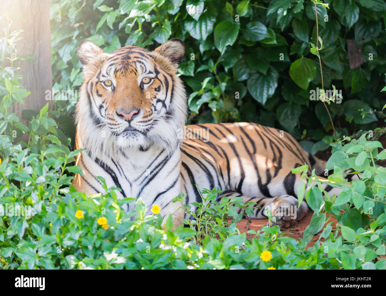 Big Bengal tiger sit on jungle Stock Photo - Alamy