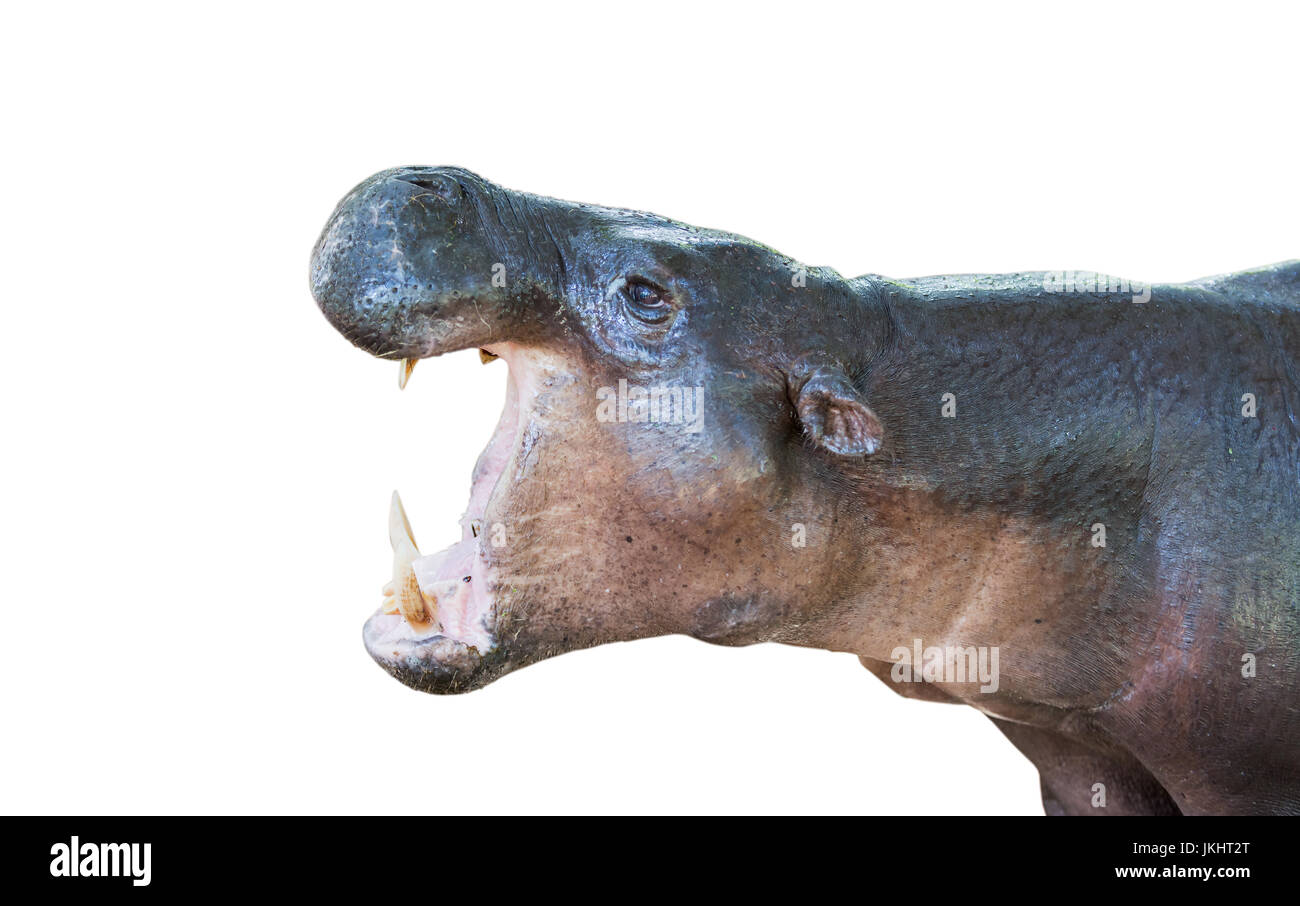young hippopotamus open mouth isolated on white background Stock Photo ...