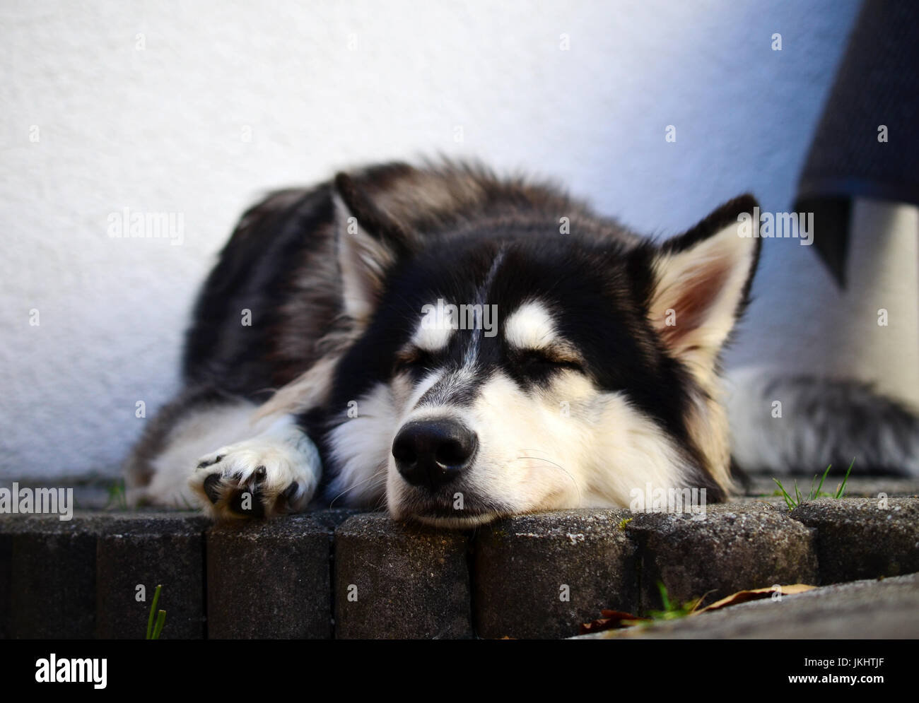 Do Huskies Get Tired