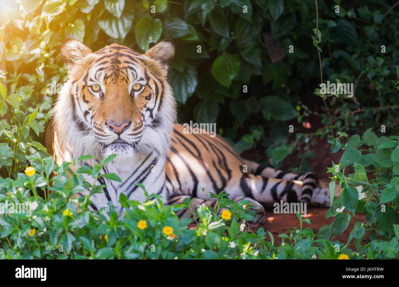 Big Bengal tiger sit on jungle Stock Photo - Alamy