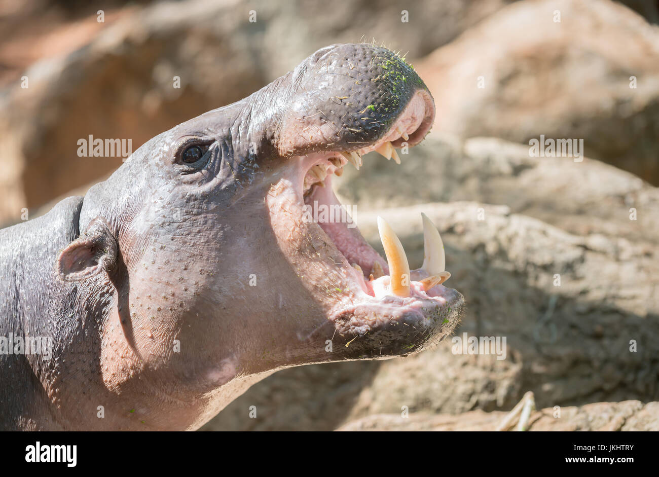 young hippopotamus open mouth Stock Photo - Alamy