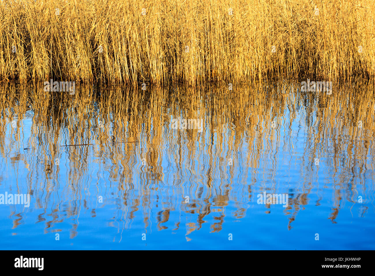 Ham wall nature reserve in somerset hi-res stock photography and images ...