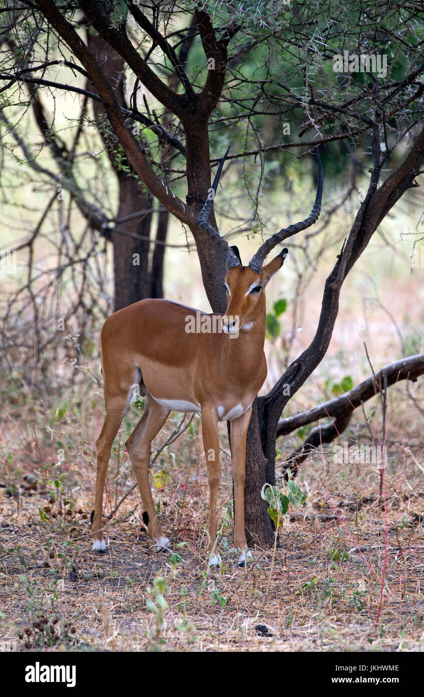 Majestic wild impala under a tree Stock Photo - Alamy