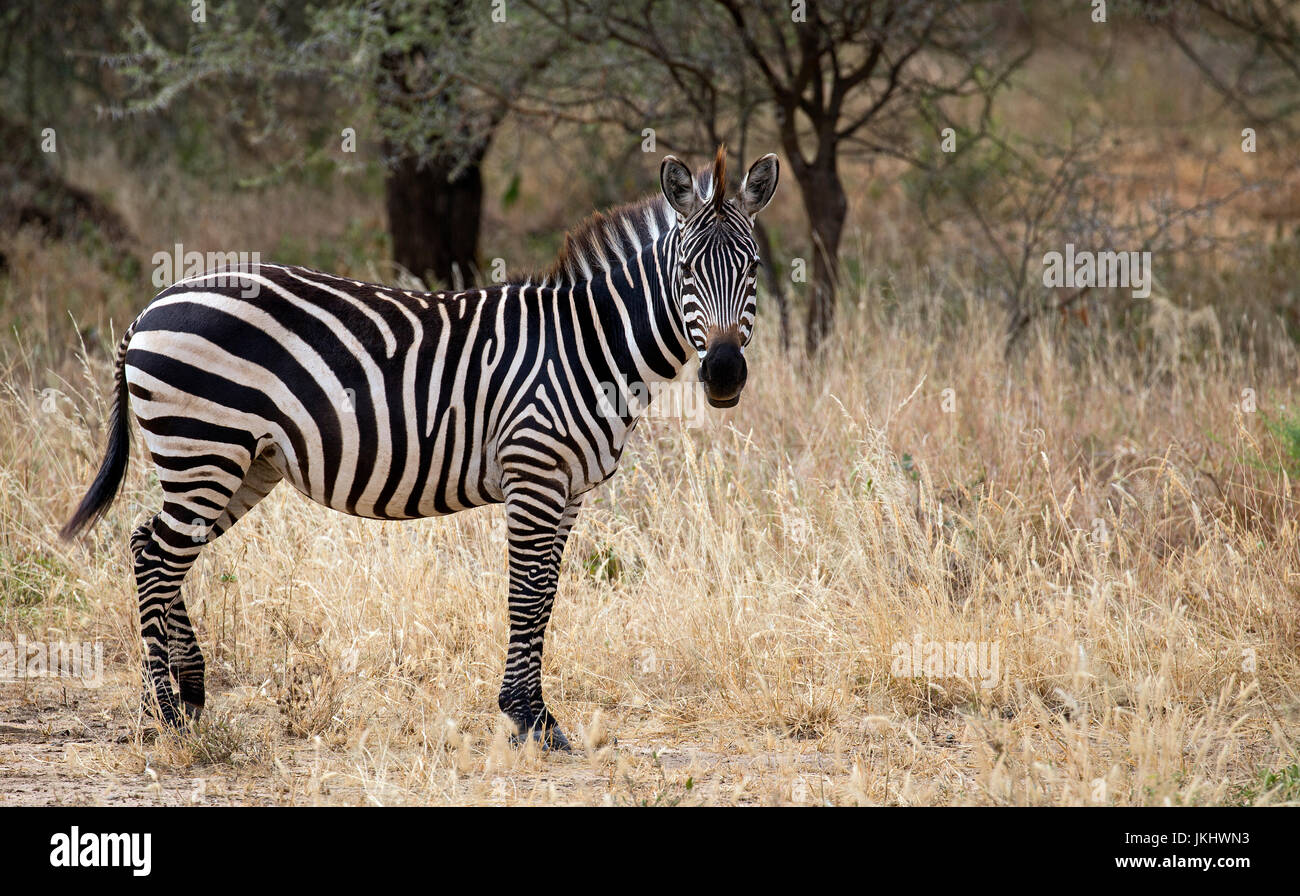 African grasslands fauna hi-res stock photography and images - Alamy
