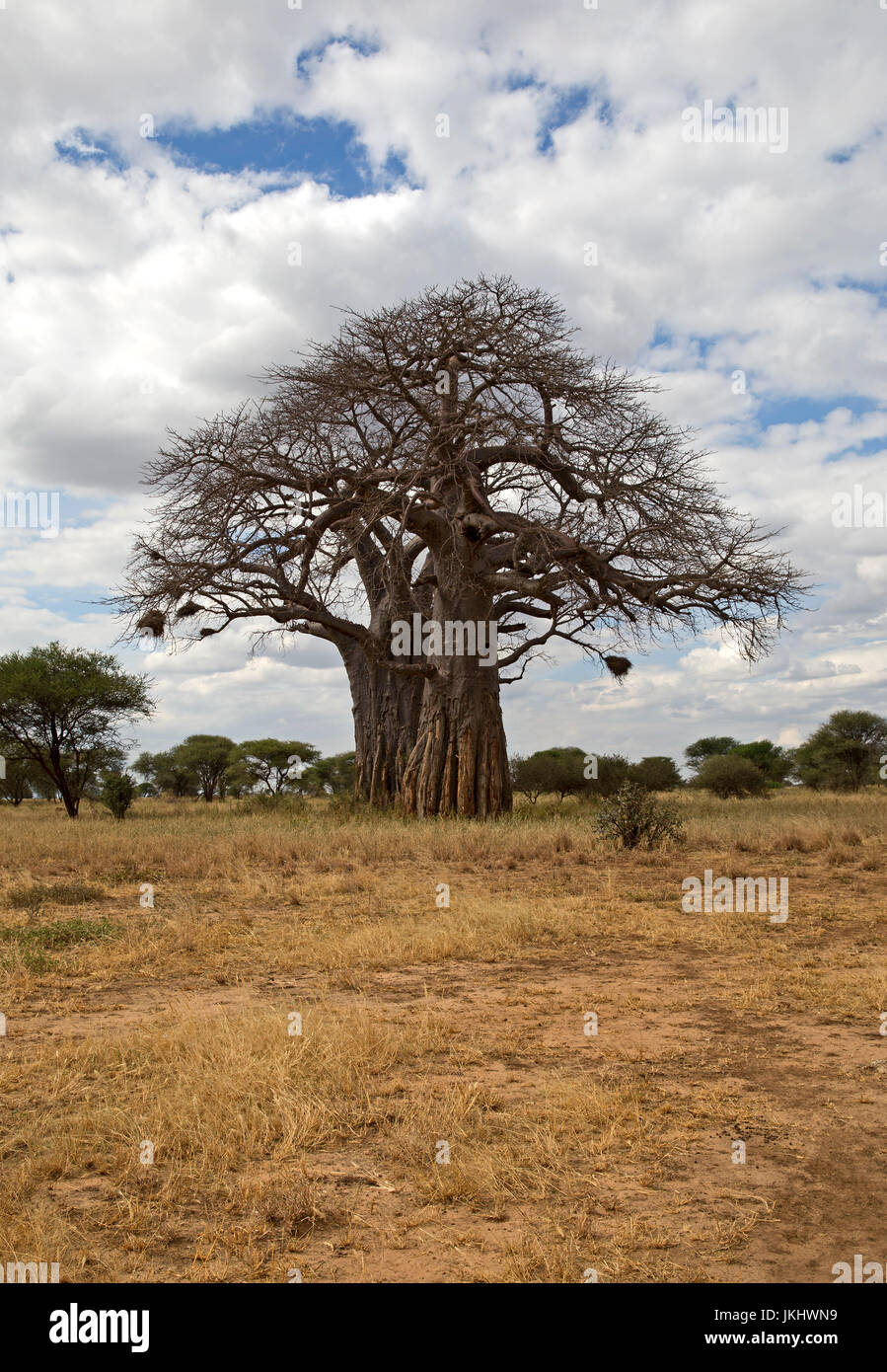 Baobab tree taken in Tarangire national park Stock Photo - Alamy