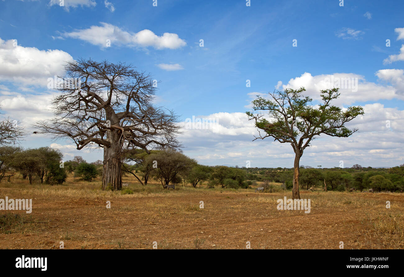 Baobab tree taken in Tarangire national park Stock Photo - Alamy