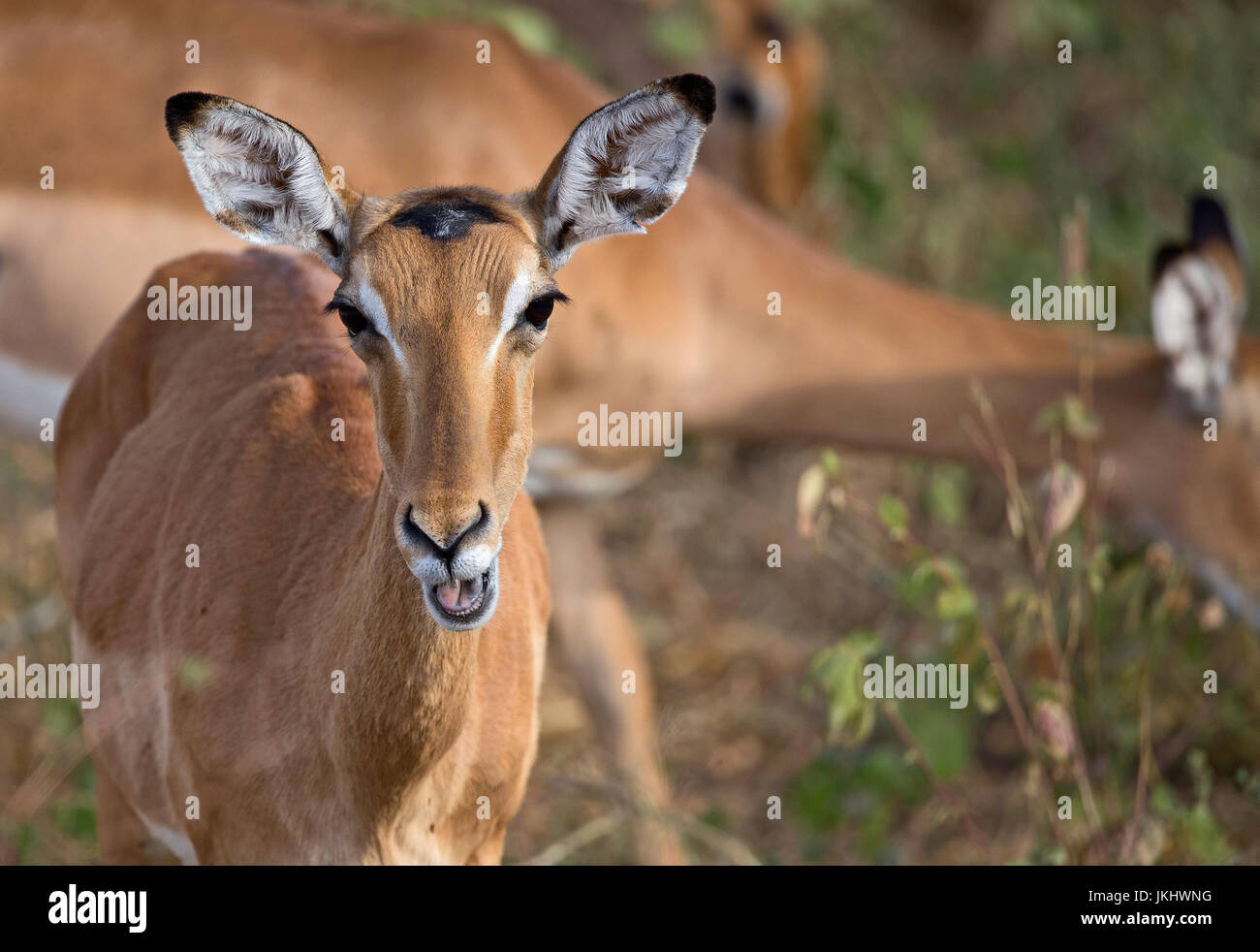 Majestic african impala Stock Photo - Alamy