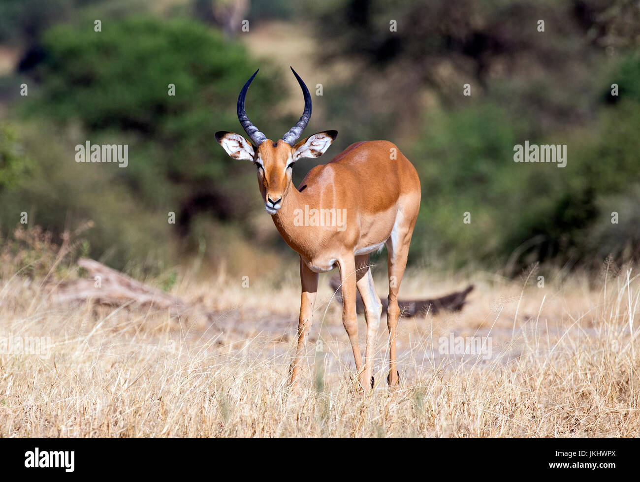 Majestic african impala Stock Photo - Alamy