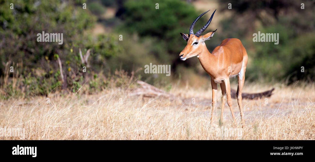 African impala hi-res stock photography and images - Alamy