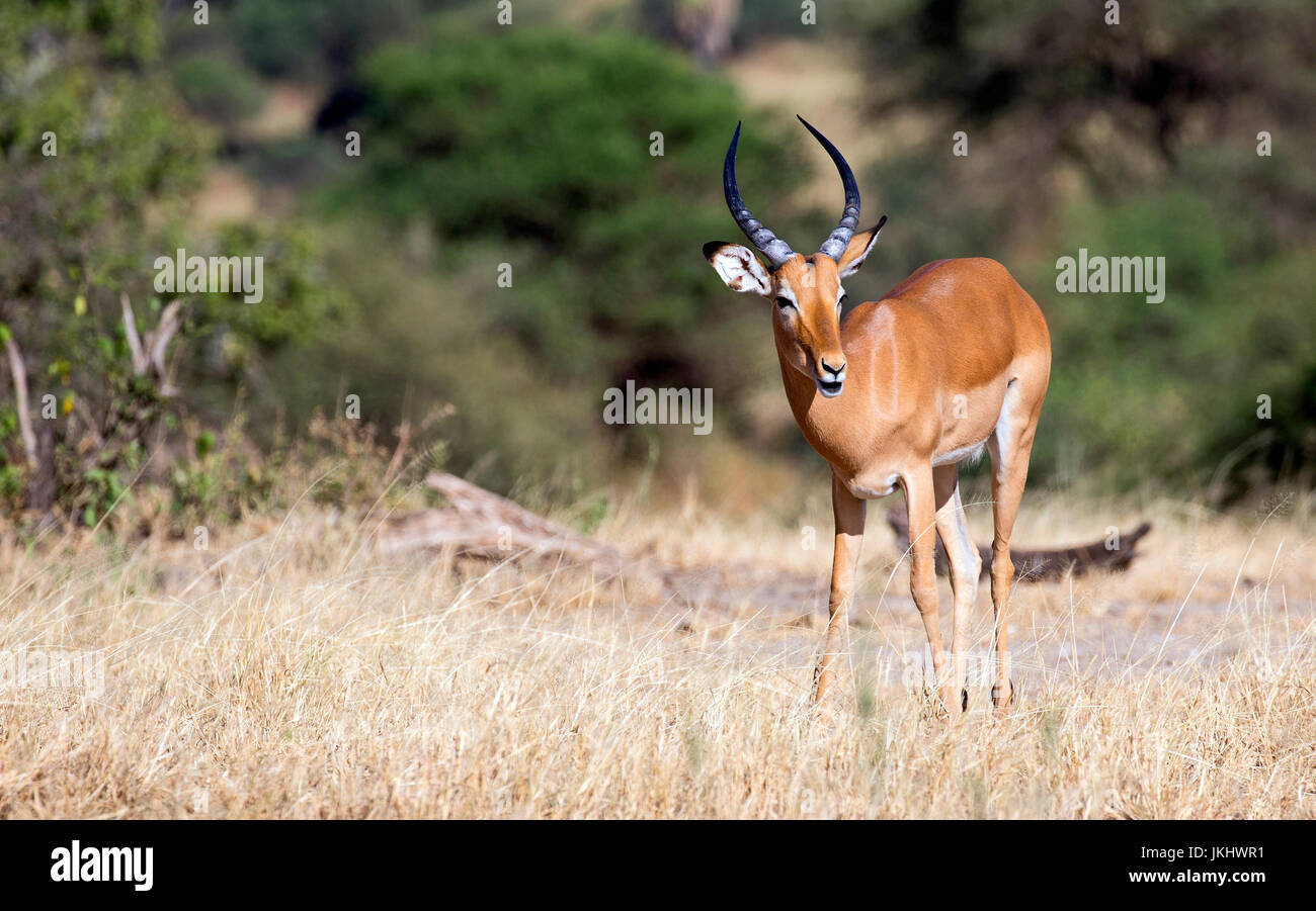 Majestic african impala Stock Photo - Alamy