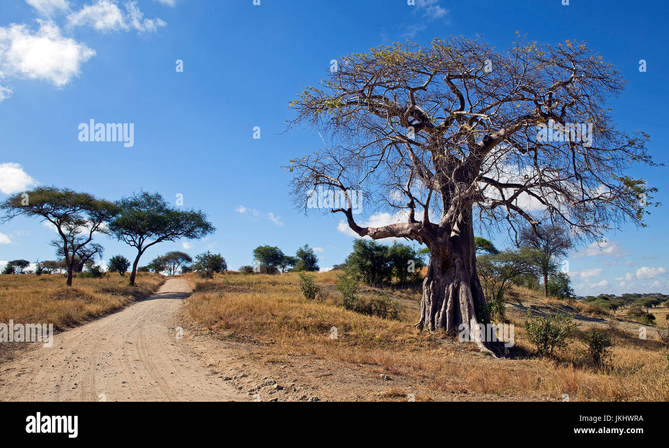 Baobab in the savanna hi-res stock photography and images - Alamy