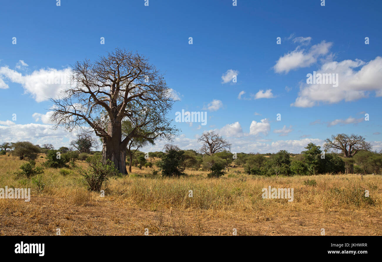 Baobab tree taken in Tarangire national park Stock Photo - Alamy