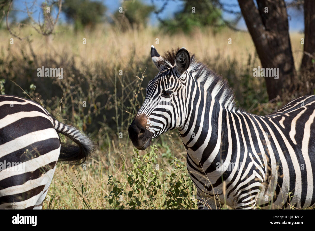 African safari landscape hi-res stock photography and images - Alamy