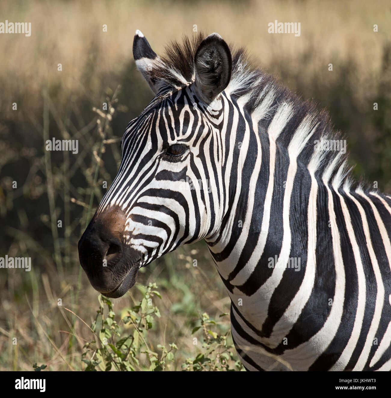 African grasslands hi-res stock photography and images - Alamy
