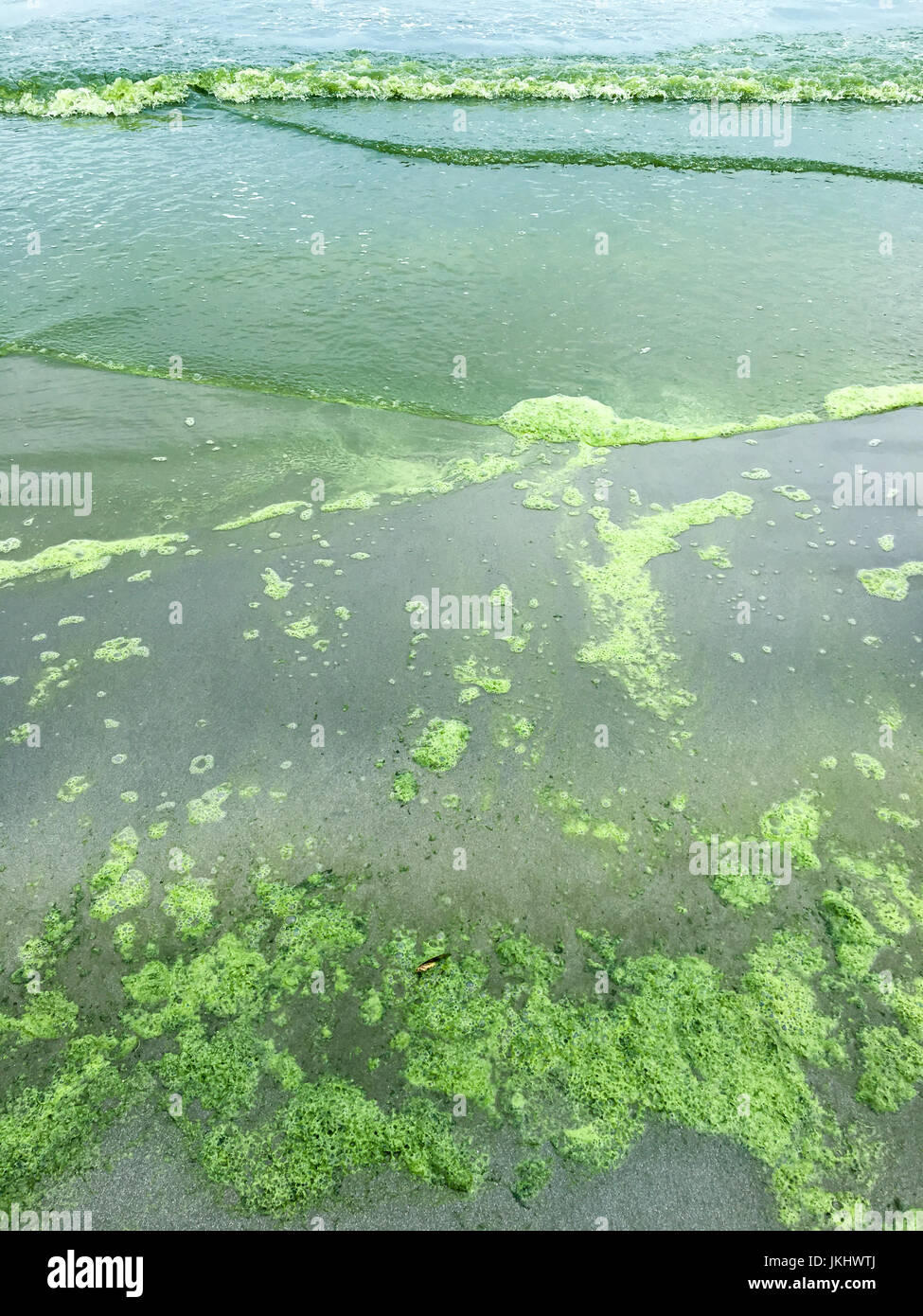 algae bloom on the beach in Thailand Stock Photo - Alamy