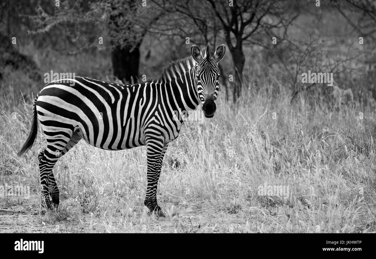 Wild animal bw hi-res stock photography and images - Alamy