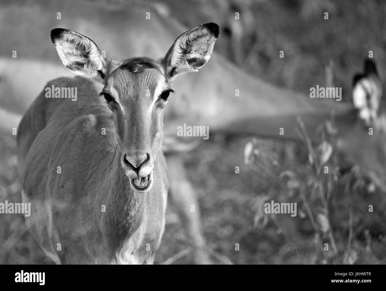 Majestic african impala Stock Photo - Alamy