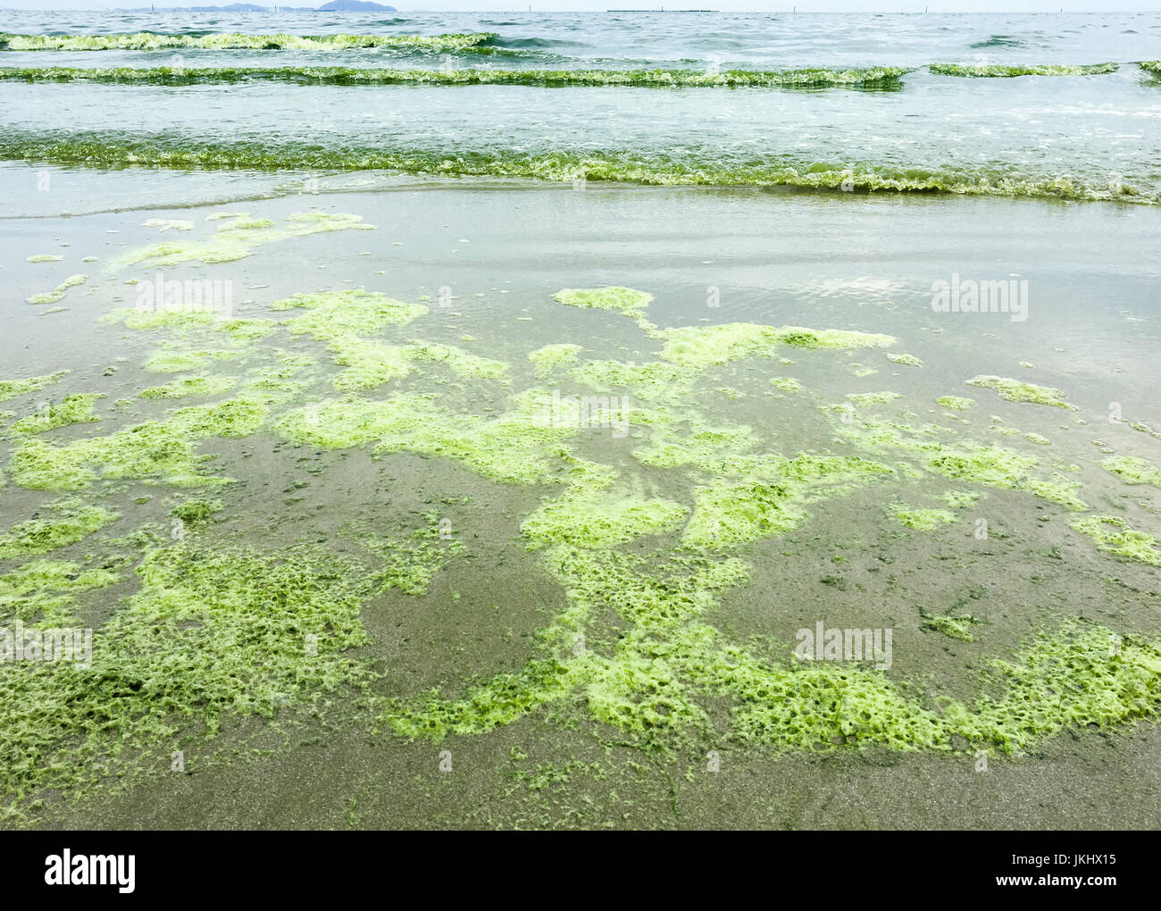 algae bloom on the beach in Thailand Stock Photo - Alamy