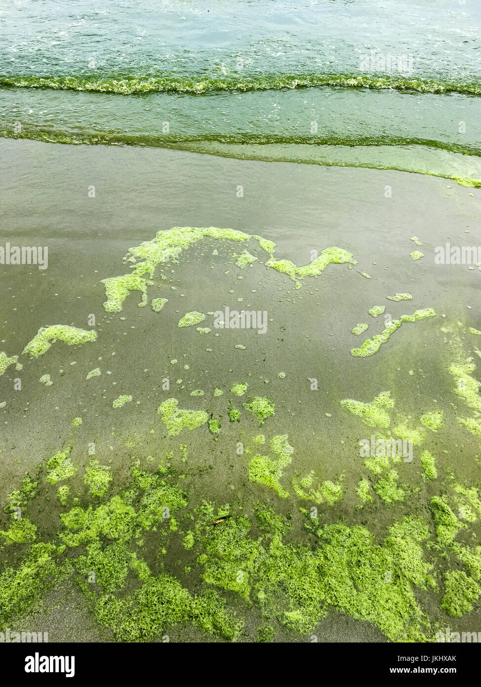 algae bloom on the beach in Thailand Stock Photo - Alamy