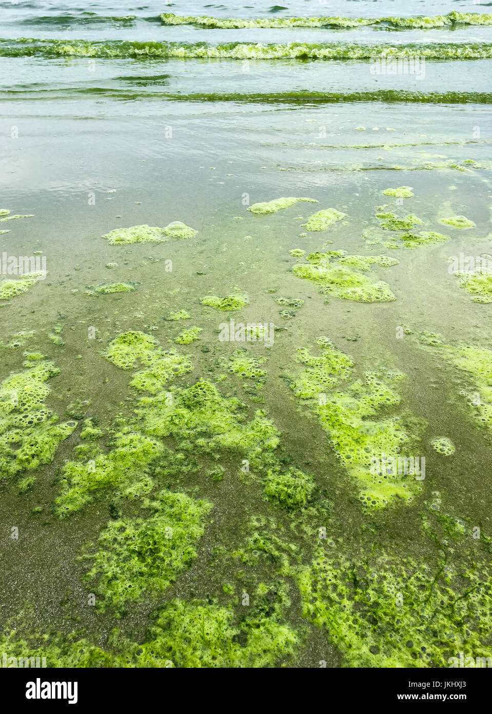 algae bloom on the beach in Thailand Stock Photo - Alamy