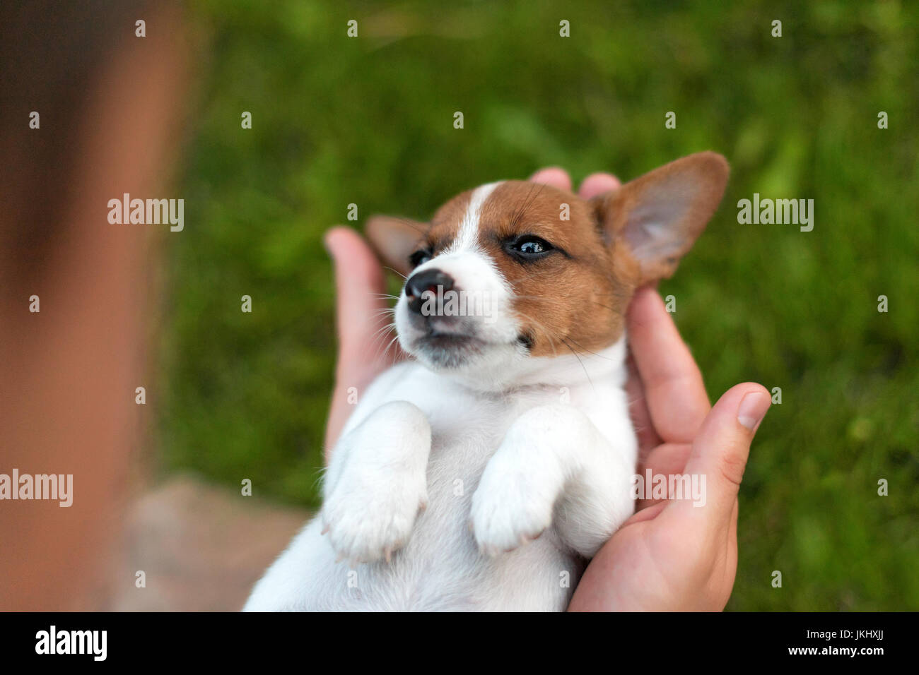 Newborn jack russell hi-res stock photography and images - Alamy