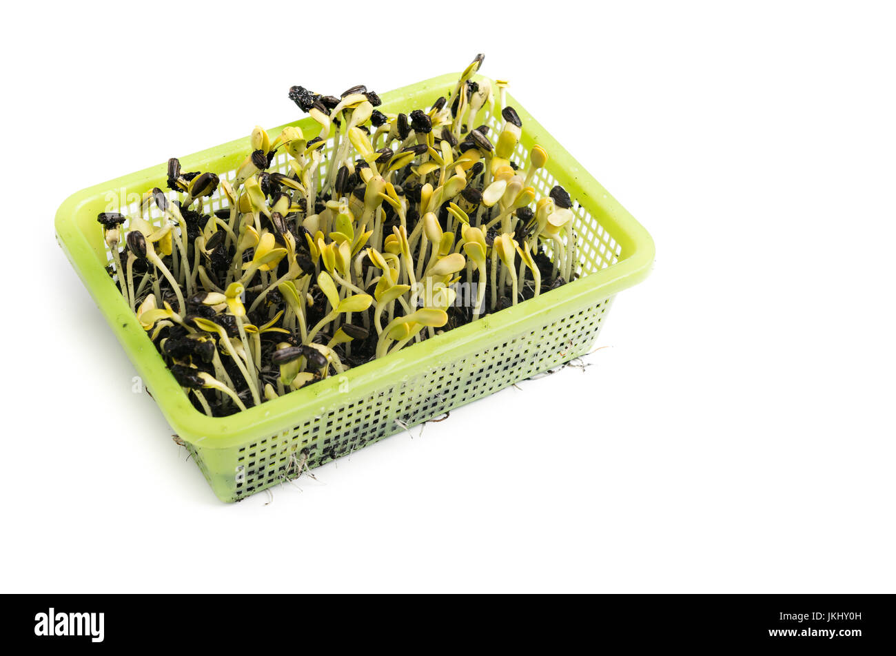 Yellow sunflower sprout isolated on white background, selective focus ...
