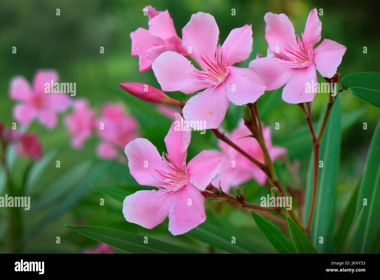 Oleander hi-res stock photography and images - Alamy