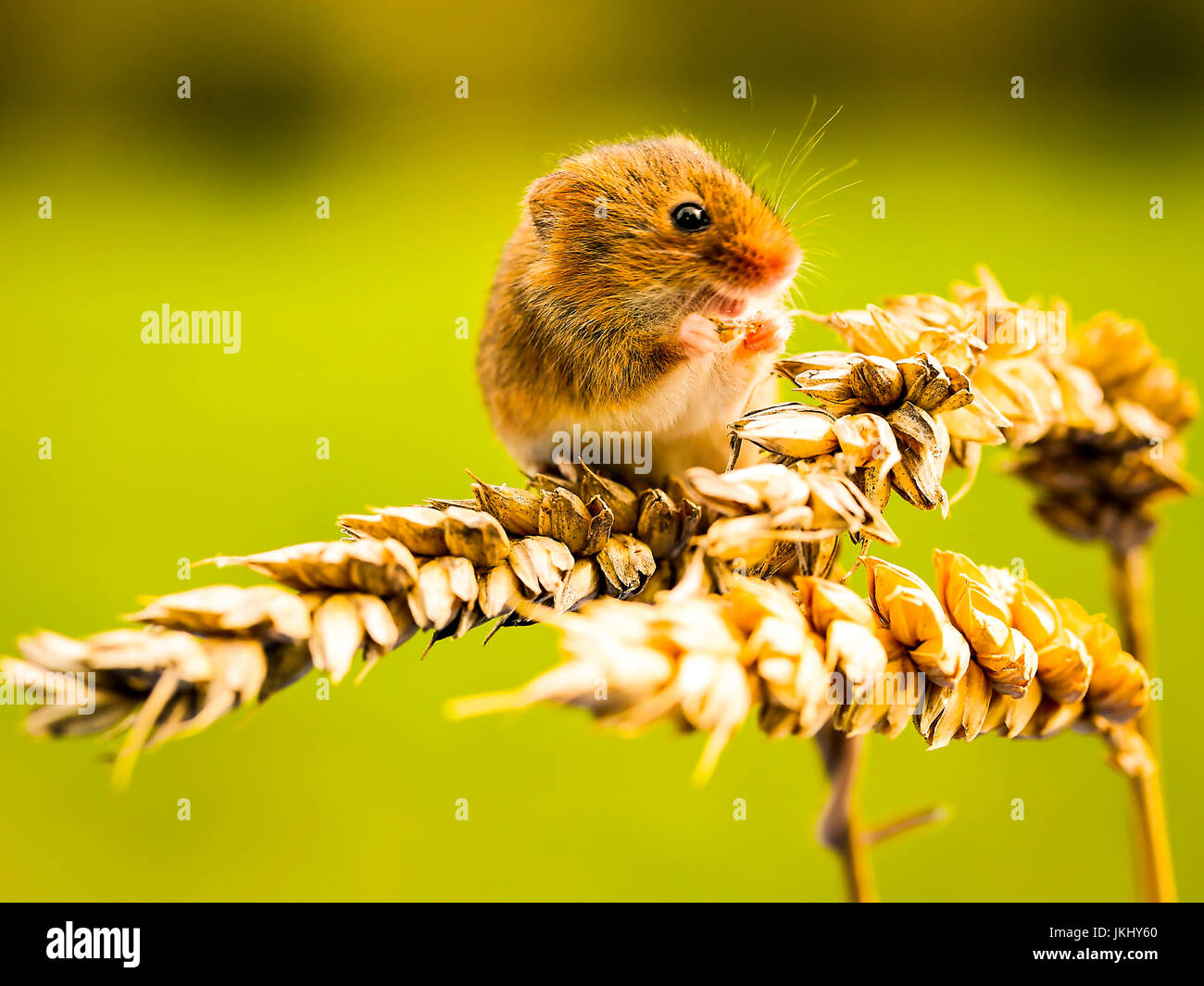 Harvest mouse stalk hi-res stock photography and images - Alamy